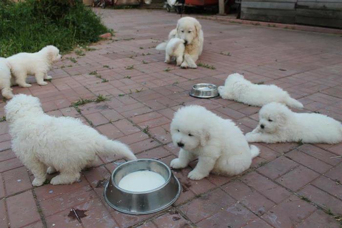 PASTORE MAREMMANO ABRUZZESE CUCCIOLI